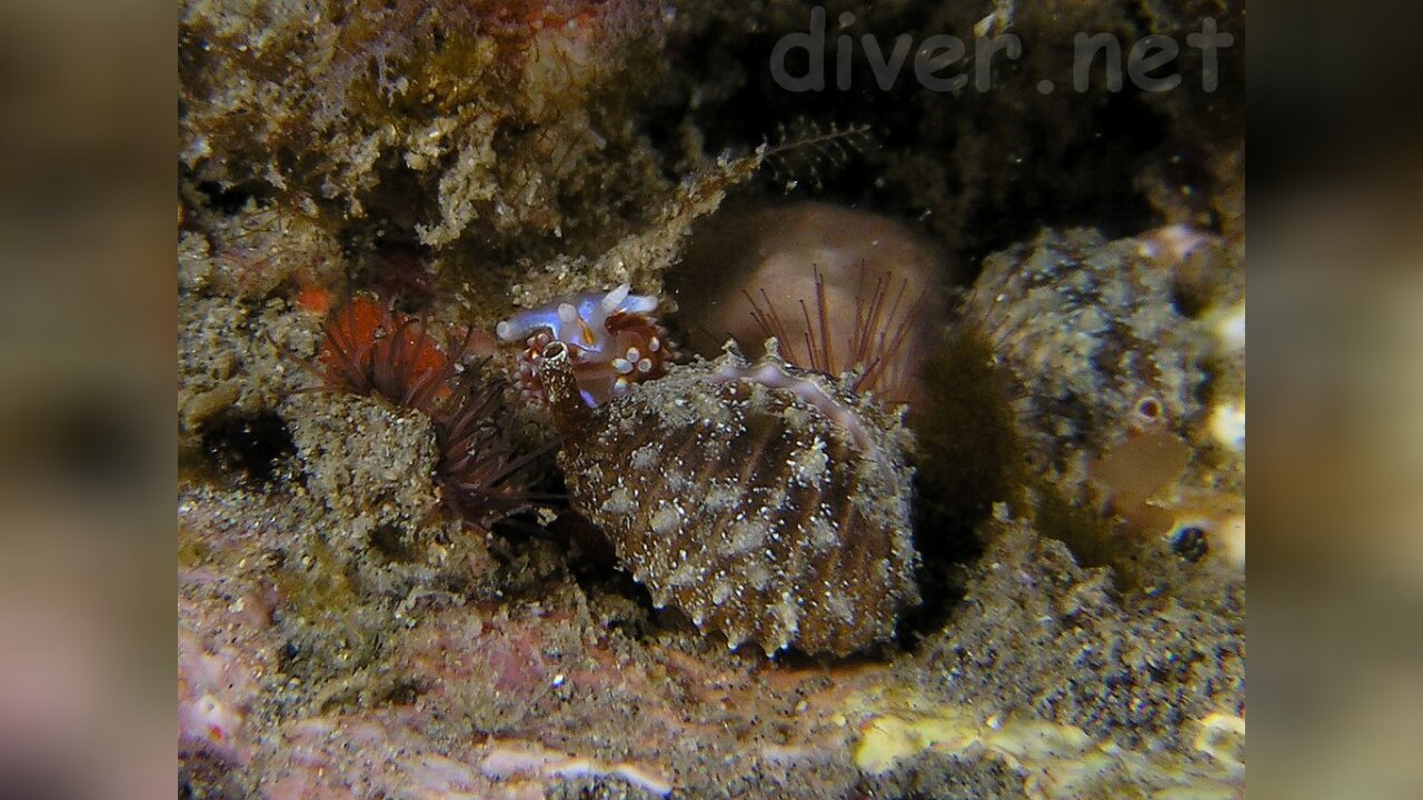 Pusula solandri Solander's Trivia; Sea Button