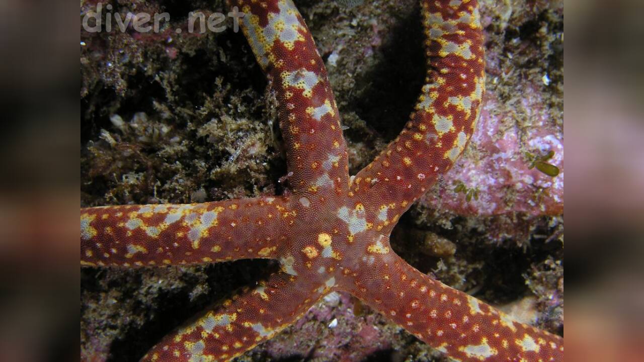 Linckia columbiae Fragile Star, Pacific comet sea star, Variable sea star.