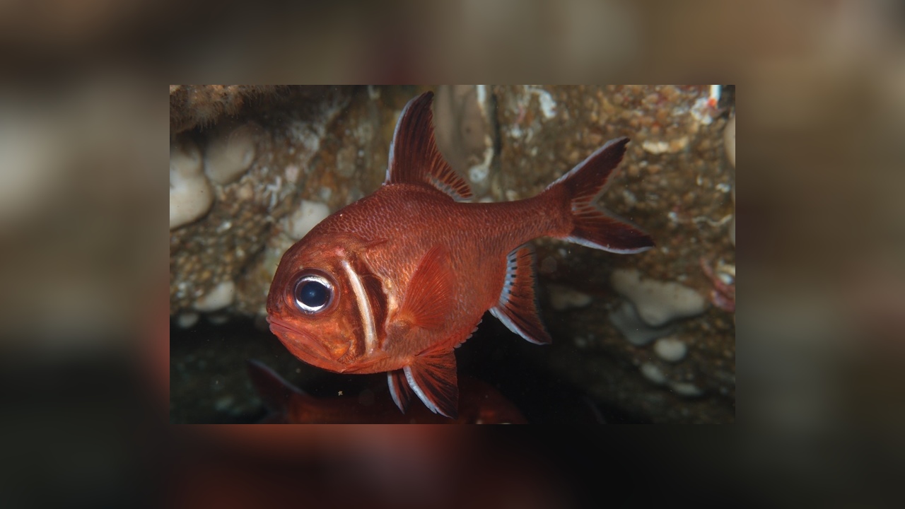 Trachichthys australis Pug-faced Roughy, Roughy, Southern Roughy