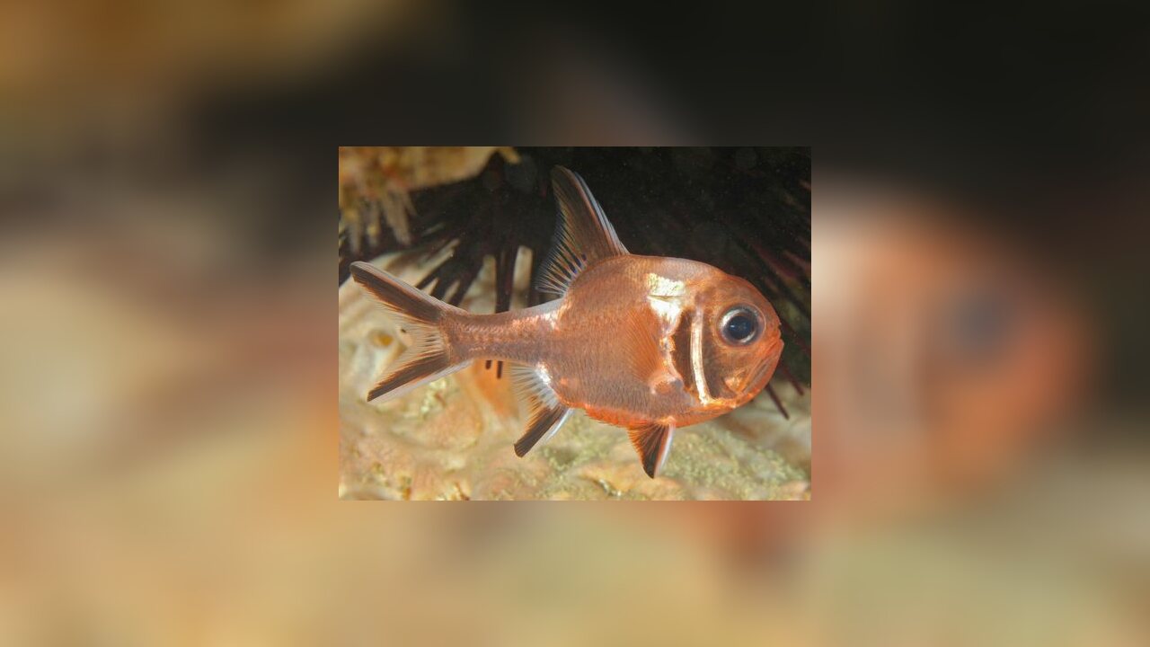 Trachichthys australis Pug-faced Roughy, Roughy, Southern Roughy