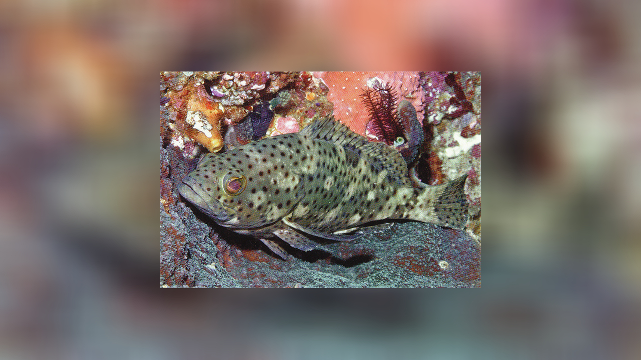 Epinephelus corallicola Black-dottted Cod, Coral Cod, Coral Rockcod ...