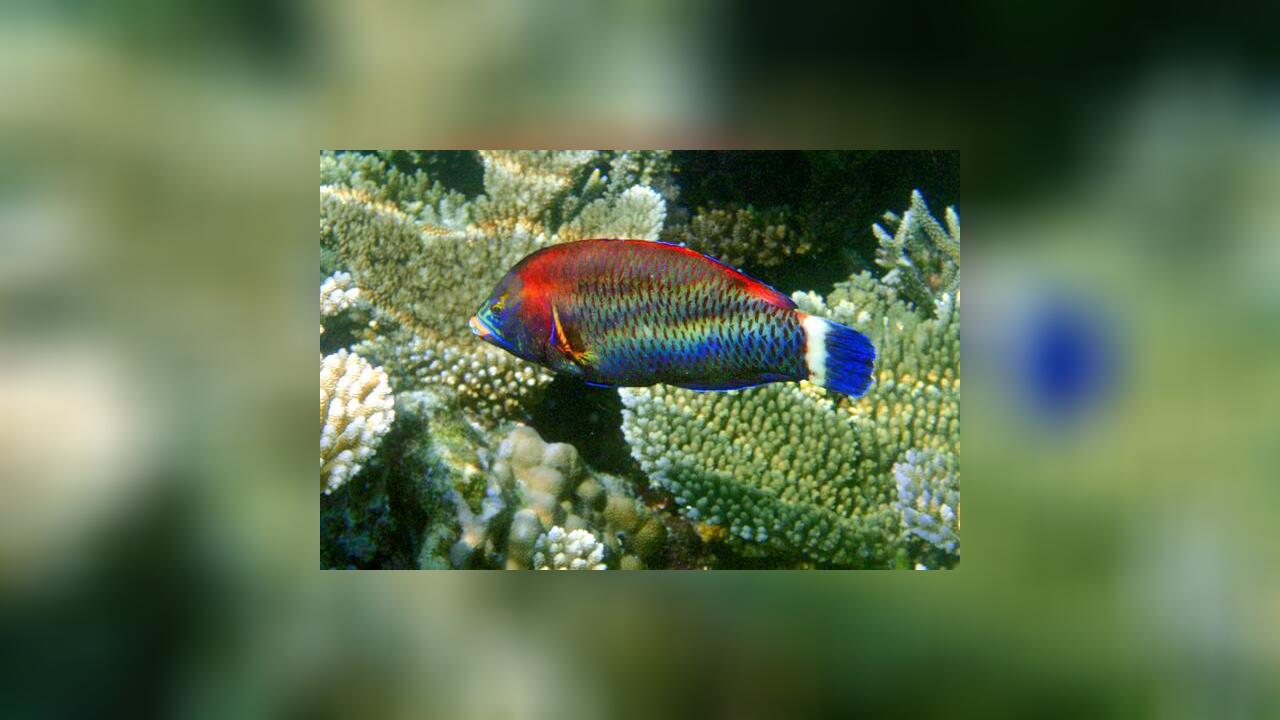 Pseudodax moluccanus Chisel-tooth wrasse, Chiseltooth wrasse