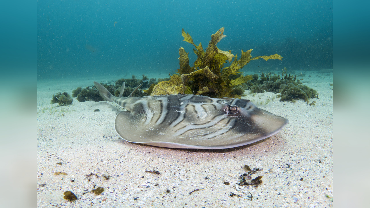 Trygonorrhina fasciata Southern Fiddler, Banjo Ray , Eastern Fiddler ...