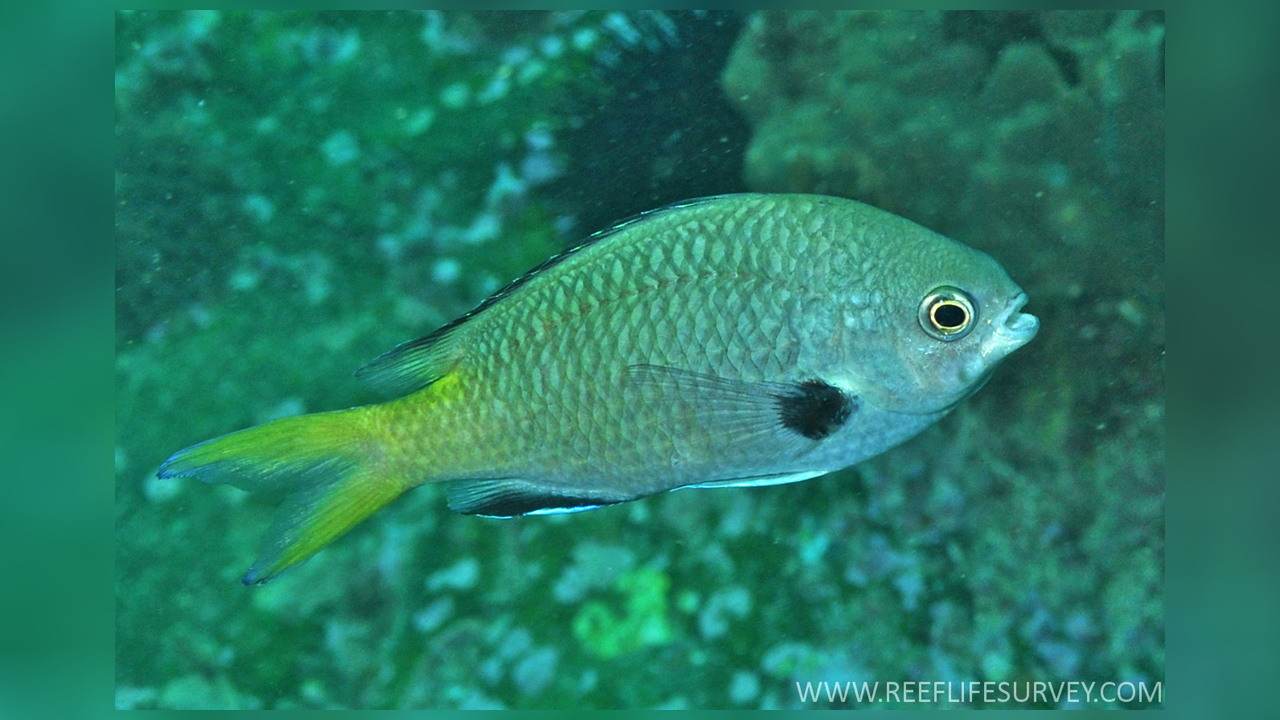 Chromis kennensis Yellow-spotted Chromis, Yellow-tail Puller