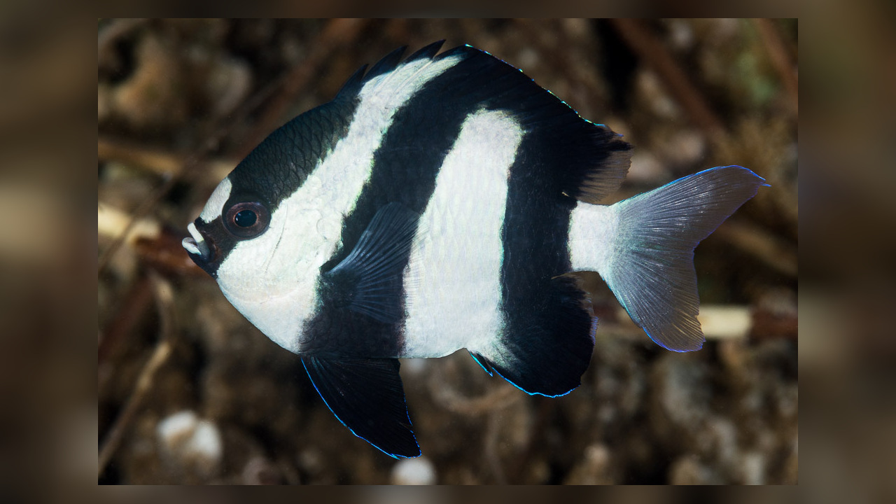 Dascyllus abudafur Indian Ocean humbug, Indian Ocean humbug damselfish