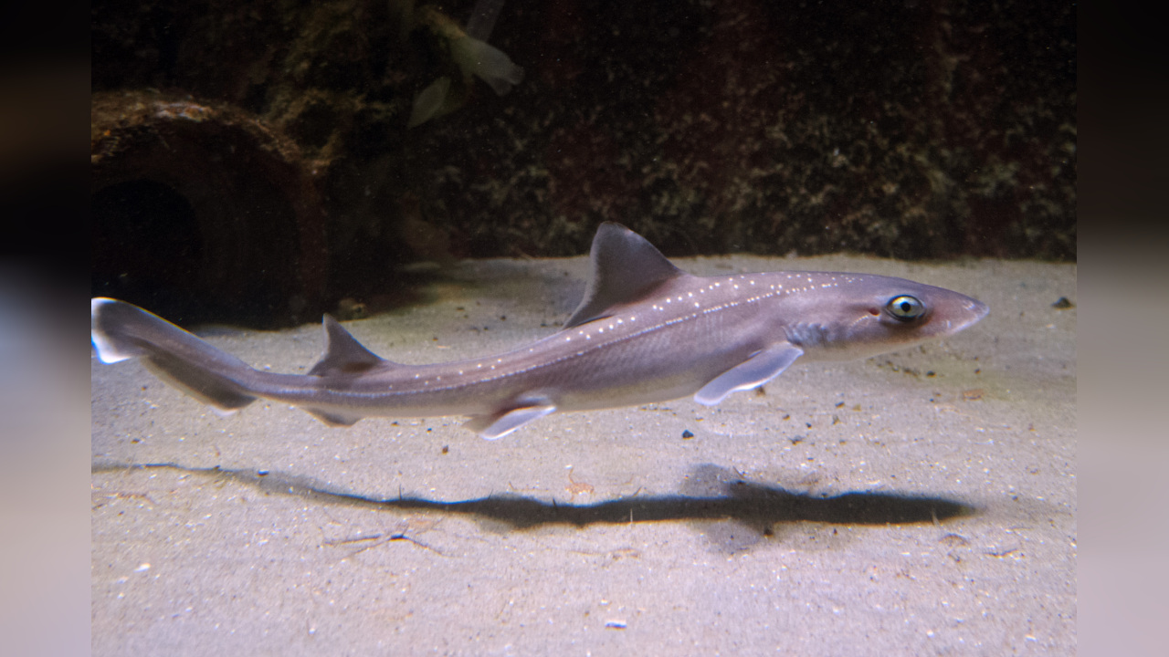 Mustelus asterias Emissole tachetée