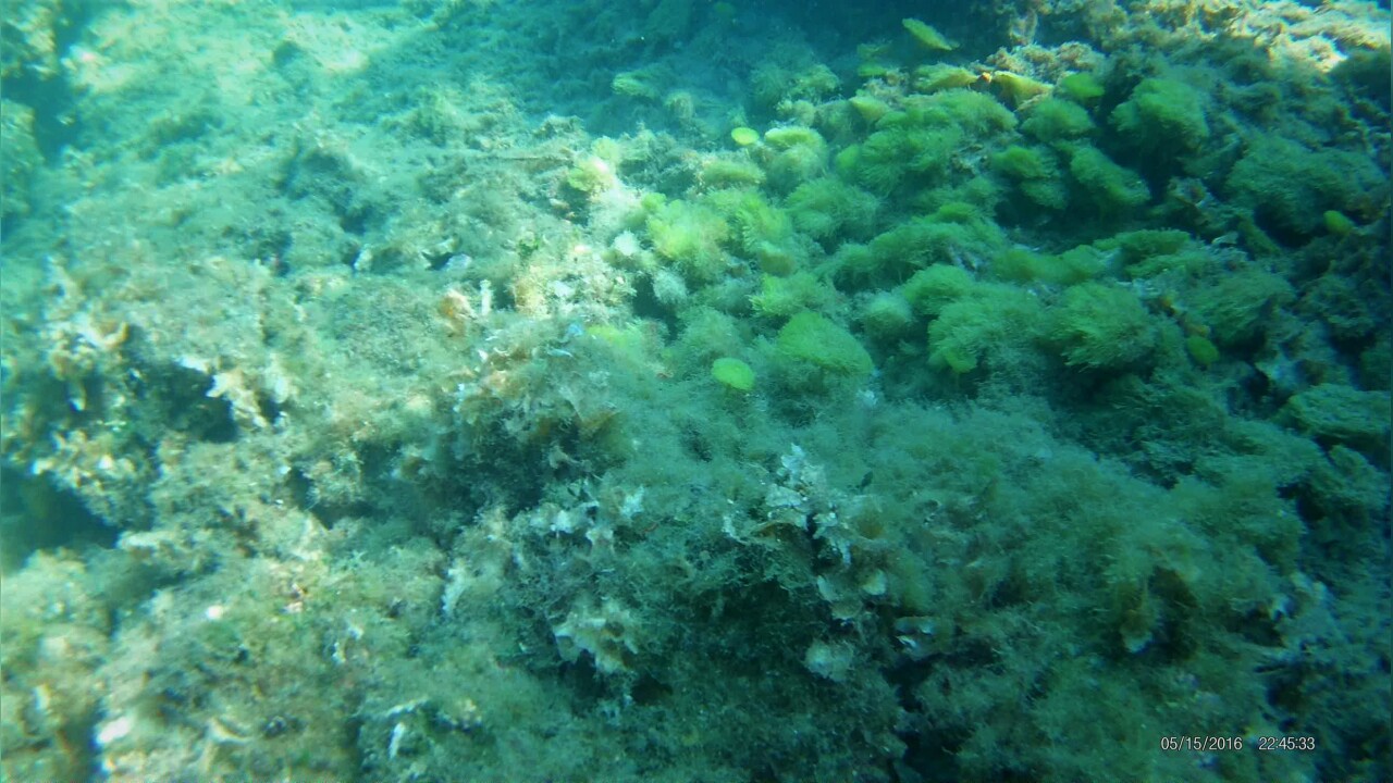 Penicillus capitatus Grünalge, "Rasierpinsel-Alge"