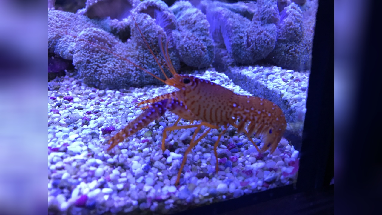 Enoplometopus daumi Roter Riffhummer, Violetter Riffhummer