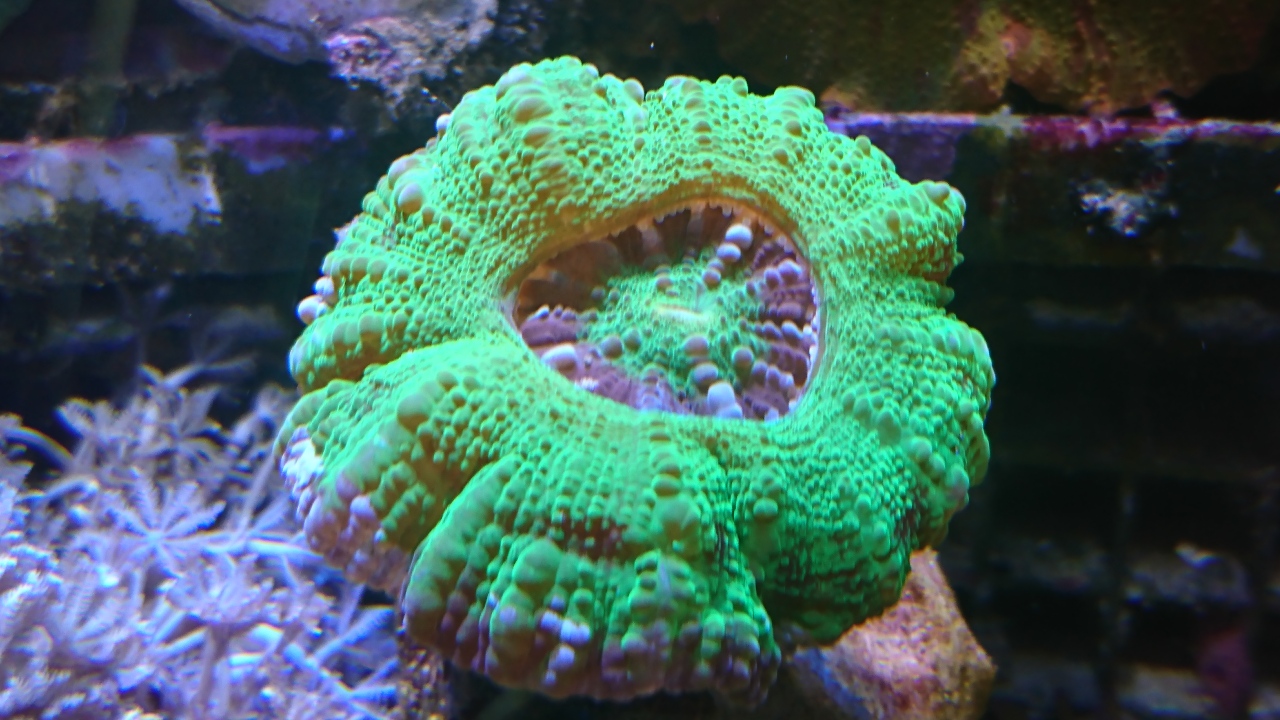 Micromussa cf. pacifica Crocodile Island Scolymia