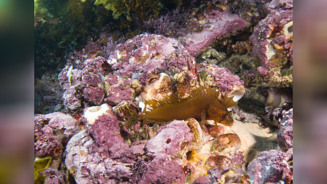 Cristiceps australis Crested Weedfish, Southern Crested Weedfish, Weed Fish