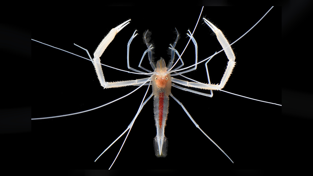Stenopus pyrsonotus GHOST SHRIMP