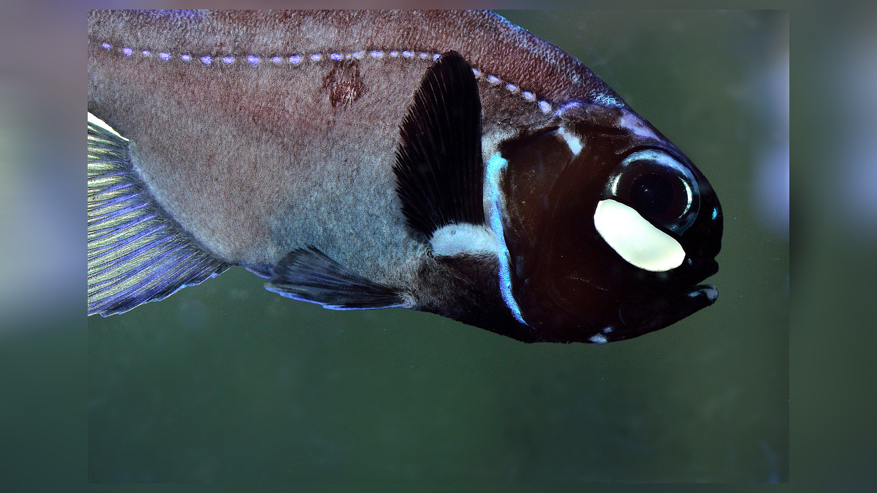 Photoblepharon palpebratum Eyelight fish, Lanterneye Fish, One-fin ...