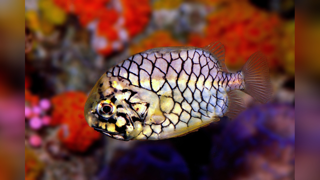 Monocentris japonica