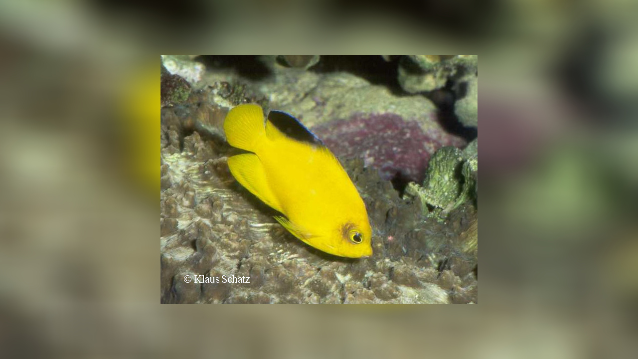 Centropyge woodheadi Woodhead's Angelfish, Pygmy Angelfish, Yellow ...