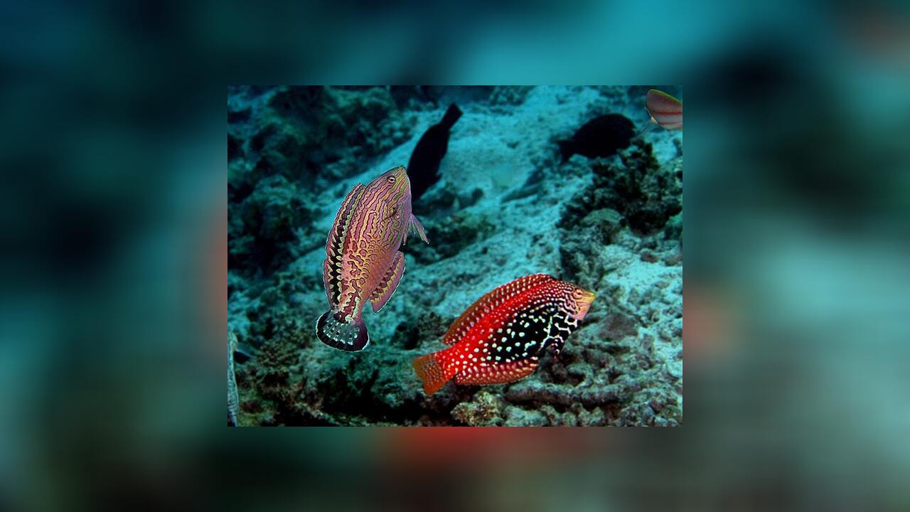 Macropharyngodon bipartitus Diamond wrasse, Divided wrasse, Rare wrasse ...