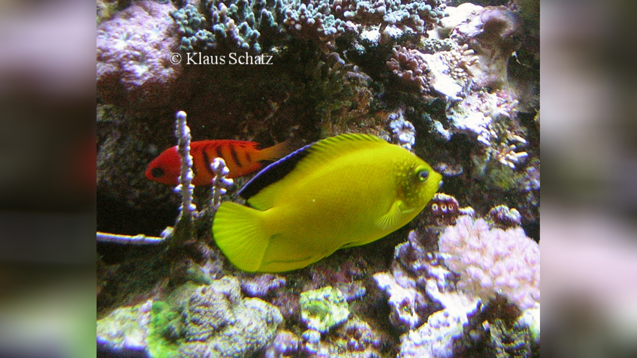 Centropyge woodheadi Woodhead's Angelfish, Pygmy Angelfish, Yellow ...