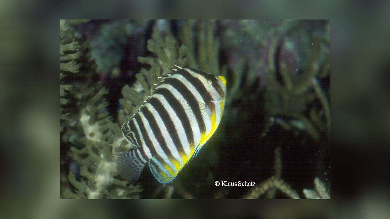 Paracentropyge multifasciata Banded Pygmy-angelfish, Many-banded ...