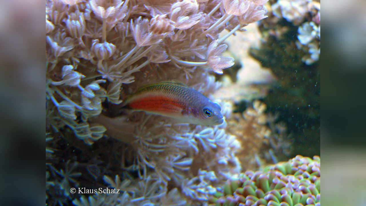 Pseudochromis tonozukai Spot-stripe dottyback