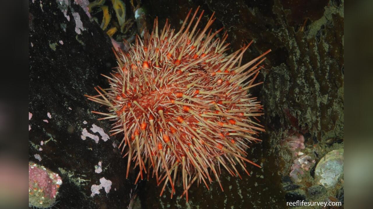 Loxechinus albus Chilenischer Seeigel