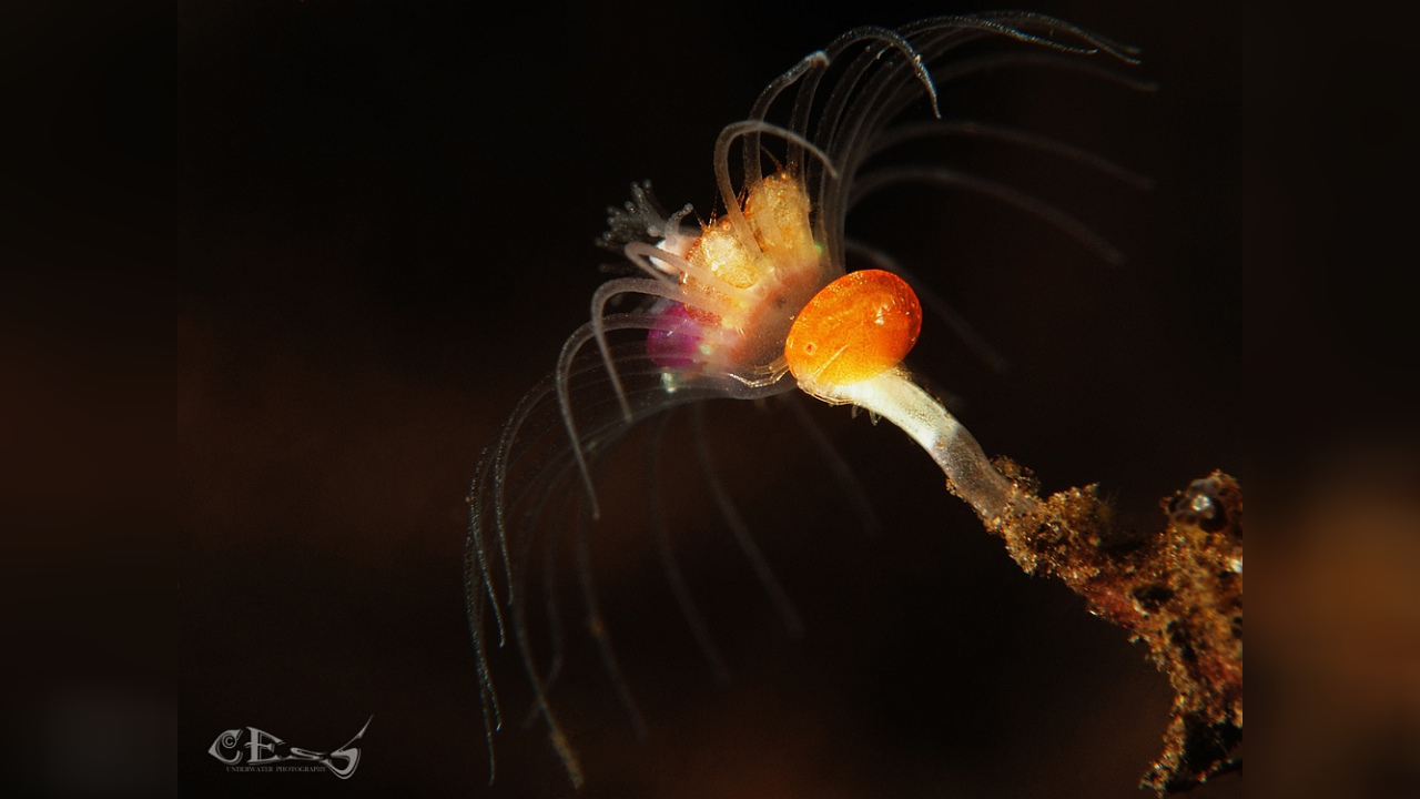 Lysianassidae sp.01 Orange Ladybug Amphipod