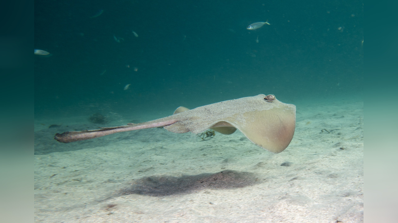 Trygonoptera testacea Common stingaree, Stingaree, Stingray