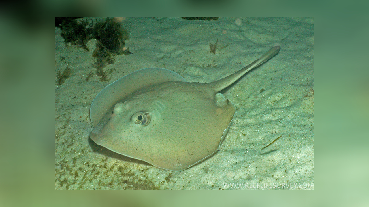 Trygonoptera testacea Common stingaree, Stingaree, Stingray