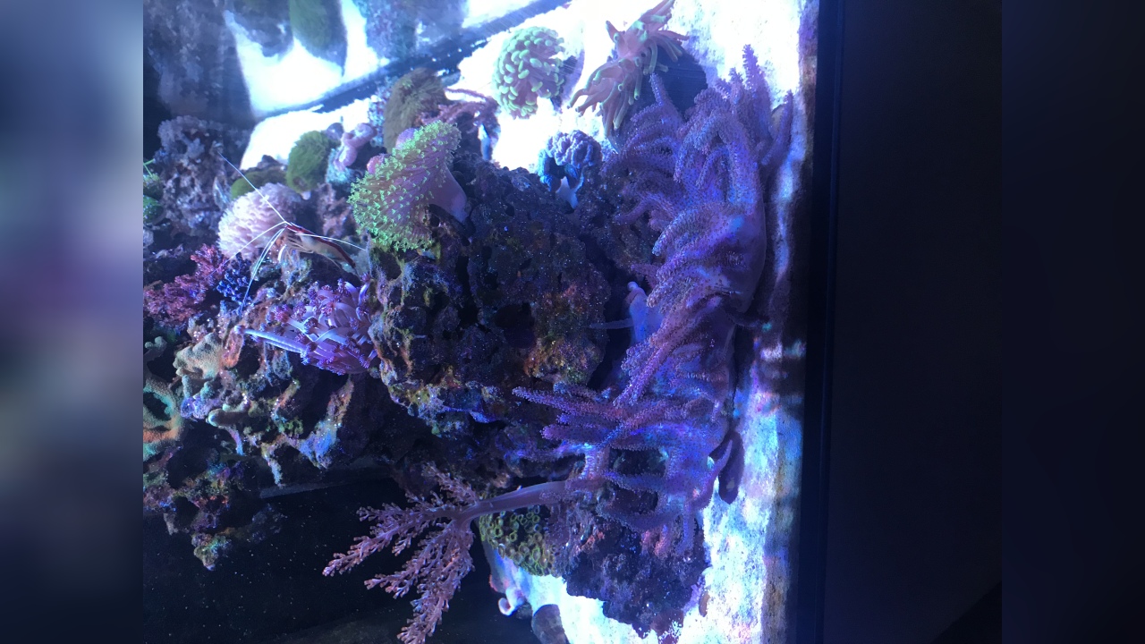 Sinularia sp. 08 Soft Coral