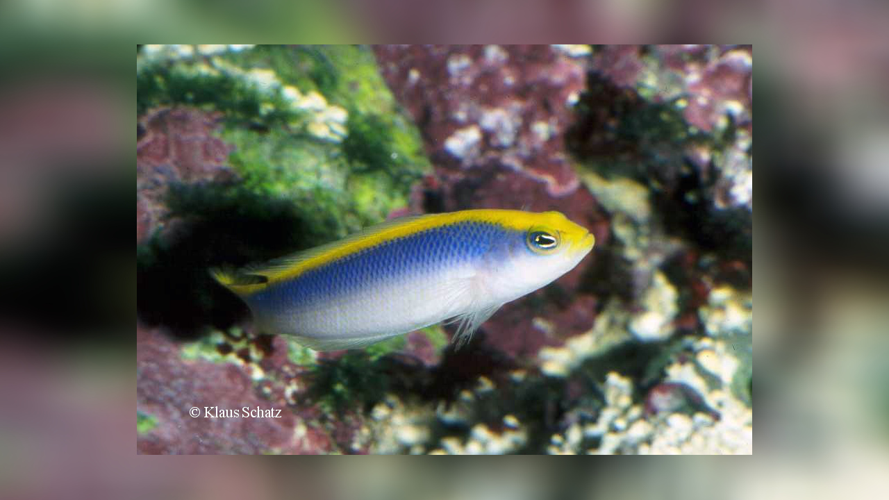 Pseudochromis flavivertex