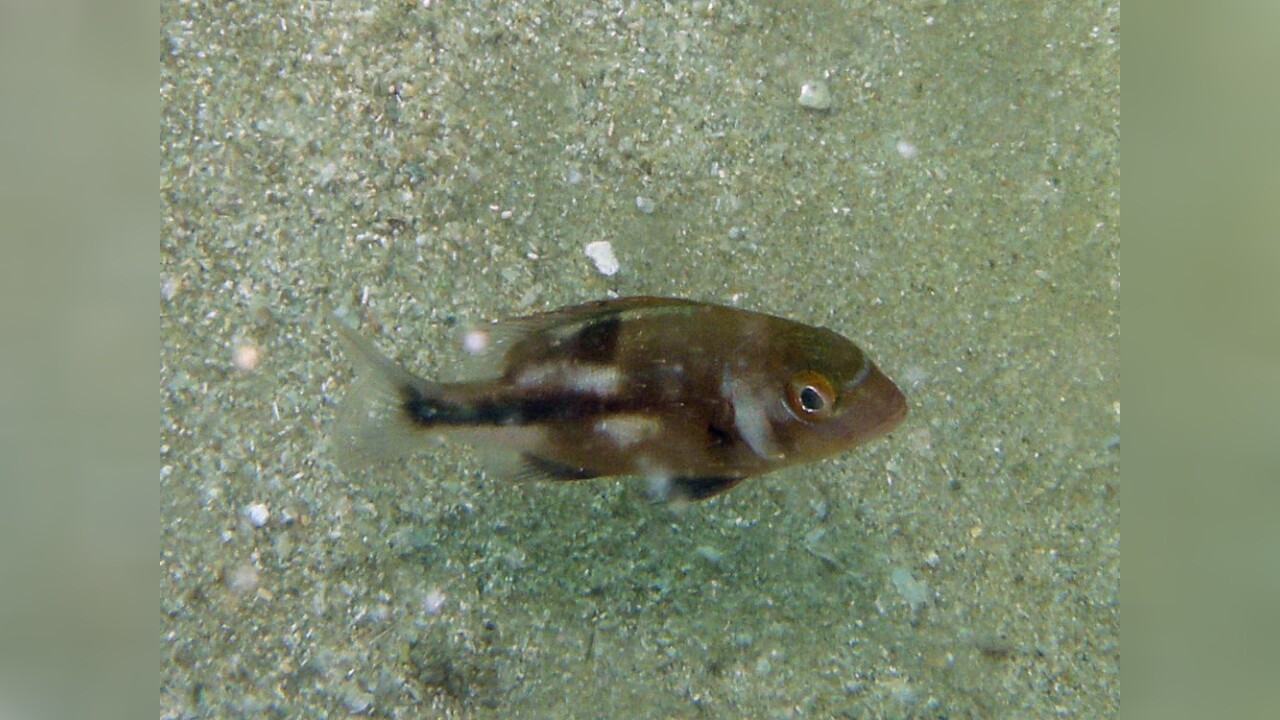 Chrysoblephus laticeps Roman seabream, Red Roman