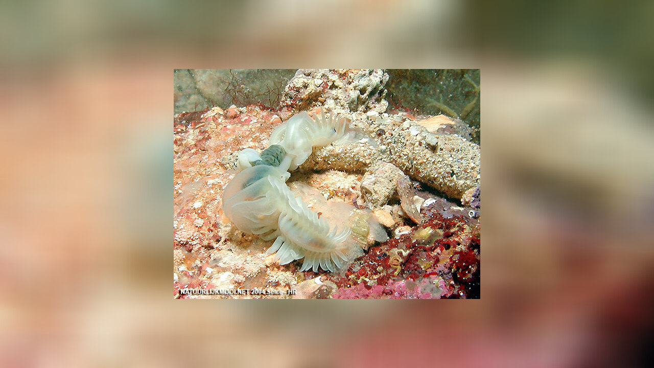 Chaetopterus variopedatus Pergamentwurm,Leuchtender Borstenflosser