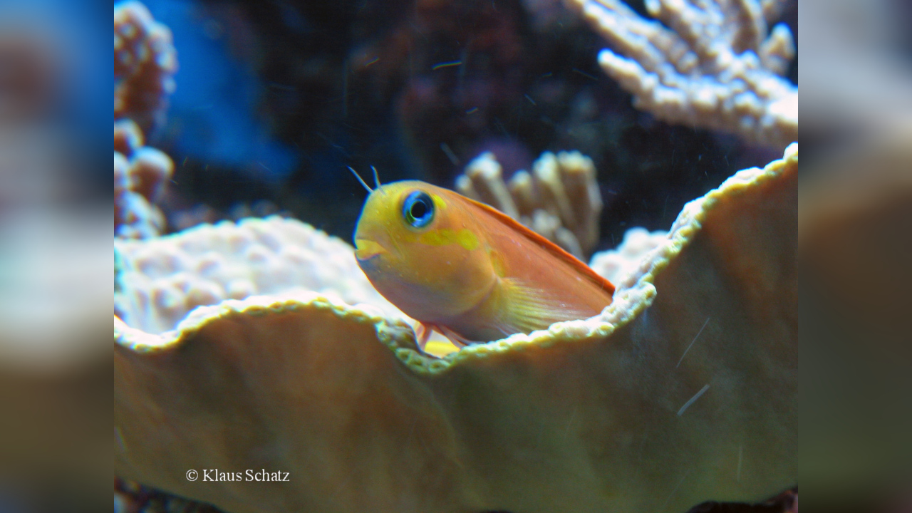 Ecsenius midas Gold - Schleimfisch