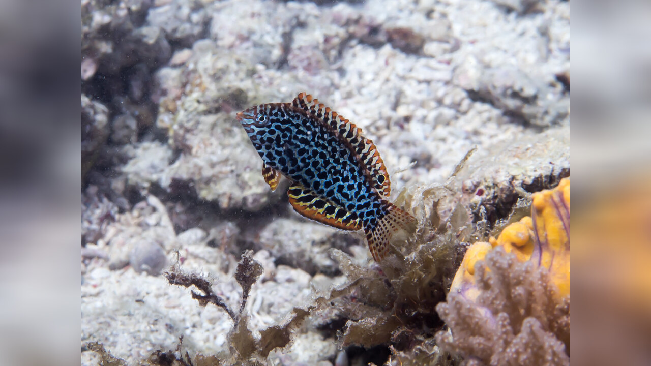 Macropharyngodon meleagris Leoparden-Junker