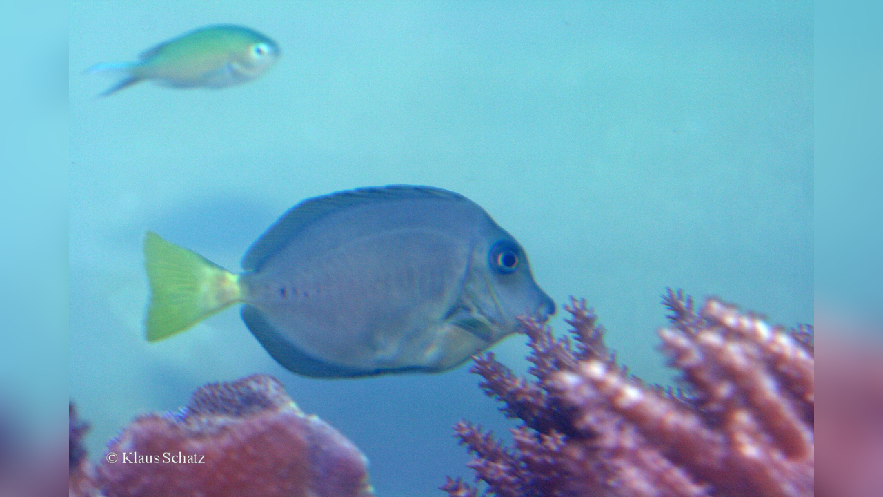 Prionurus chrysurus Prionurus chrysurus