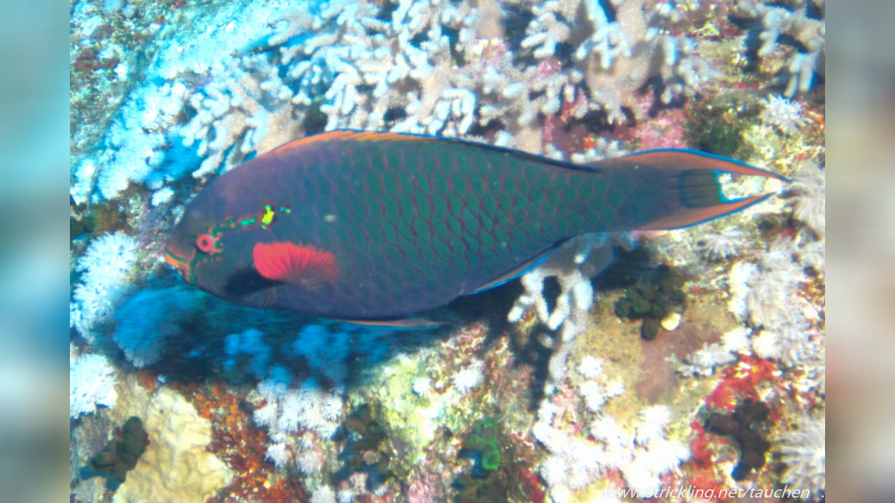 Scarus niger Dusky parrotfish