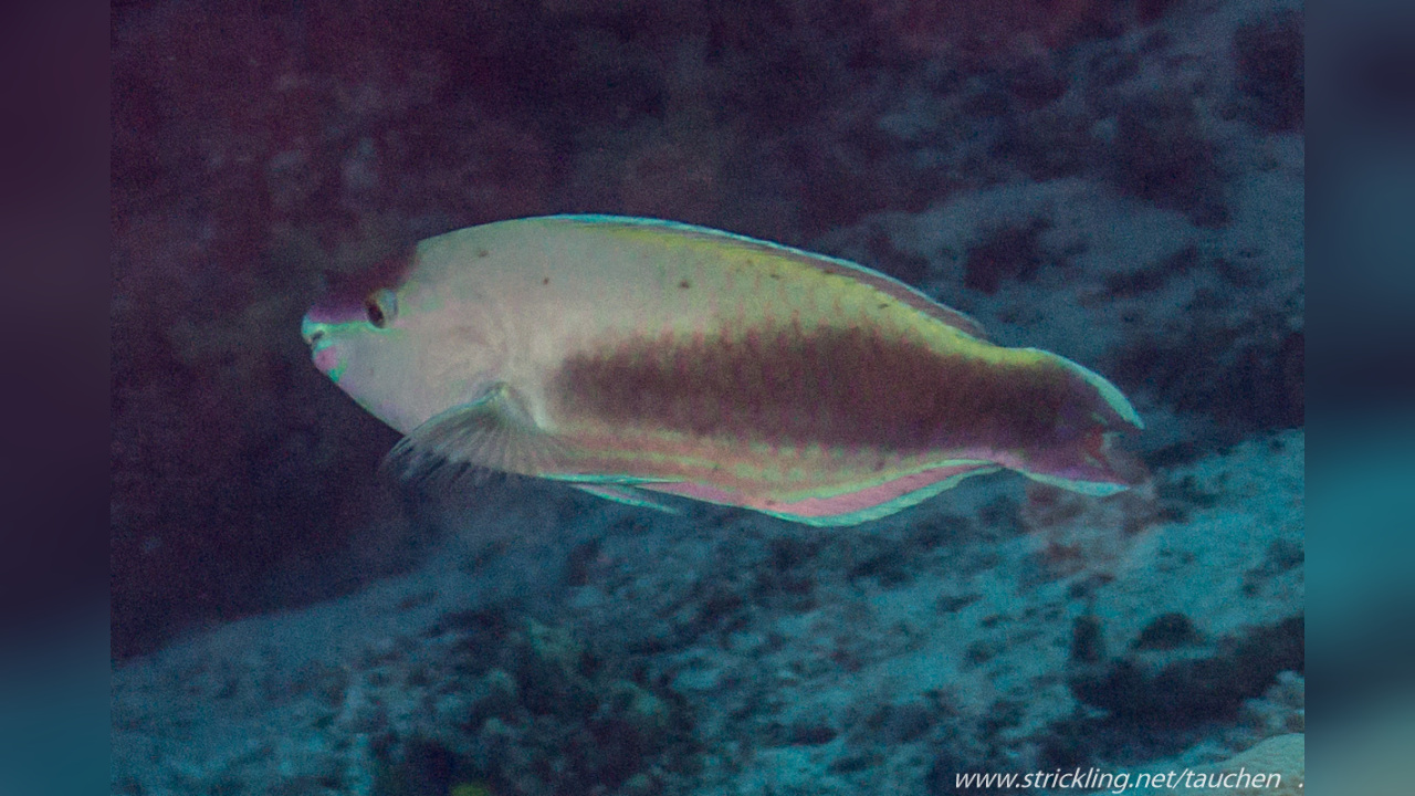 Scarus psittacus Common parrotfish