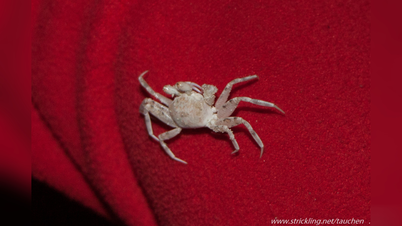 Ocypode saratan Red Sea ghost crab, Red Sea rider crab