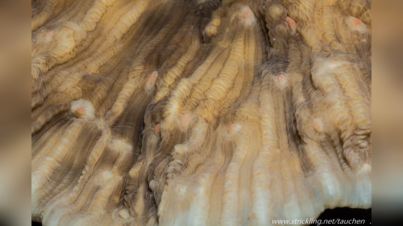 Podabacia crustacea Tellerkoralle