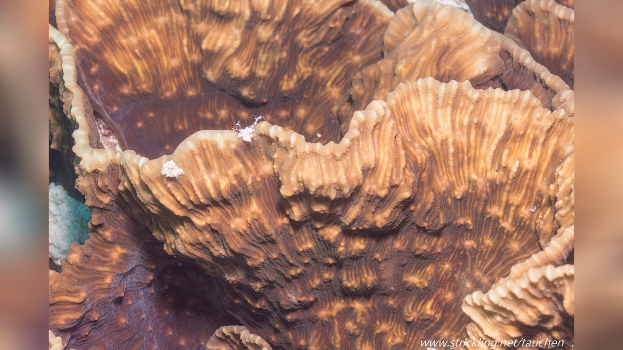Podabacia crustacea stony coral