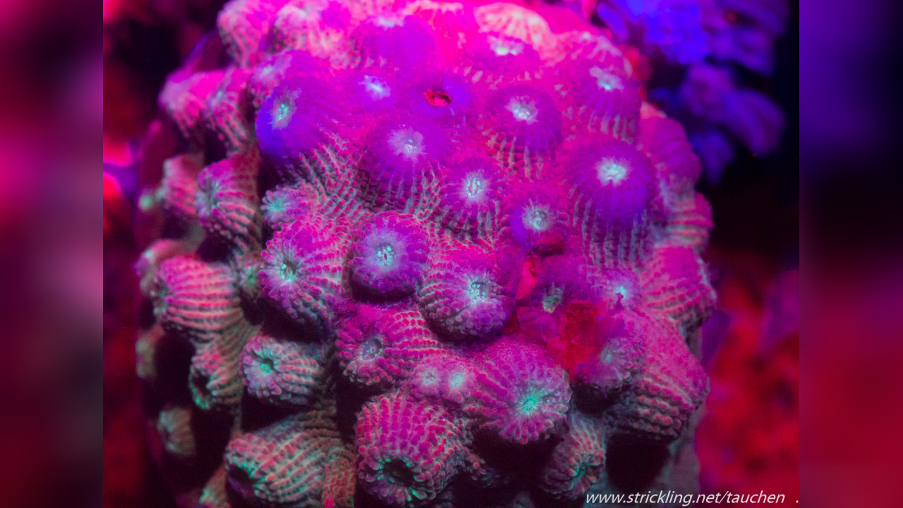Diploastrea heliopora Honeycomb Coral, Moon coral
