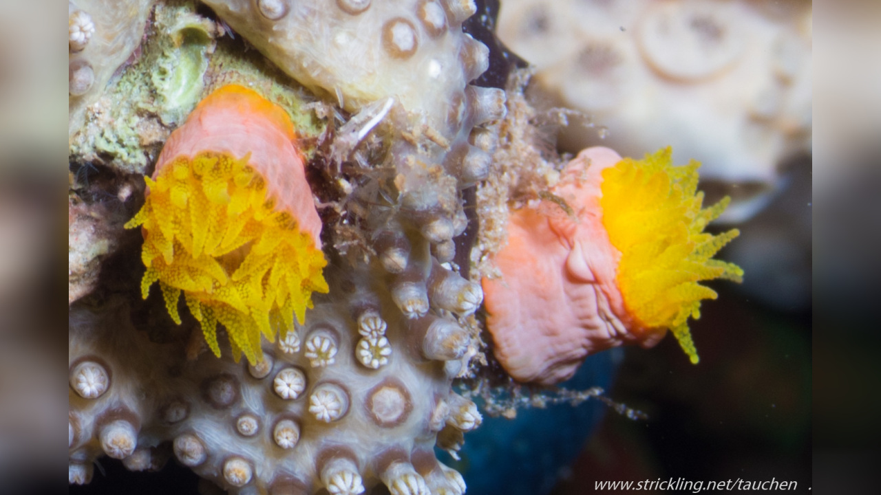 Tubastraea coccinea Gelbe Kelchkoralle