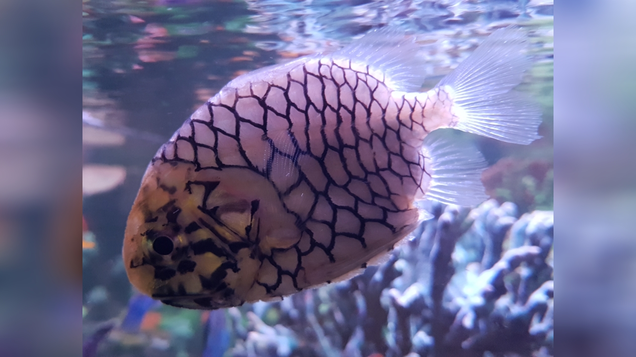 Monocentris japonica