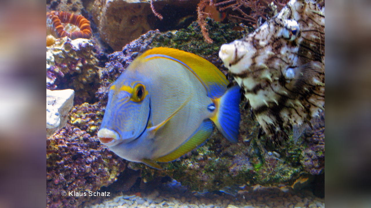 Acanthurus dussumieri Acanthurus dussumieri (Dussumier's Surgeonfish ...
