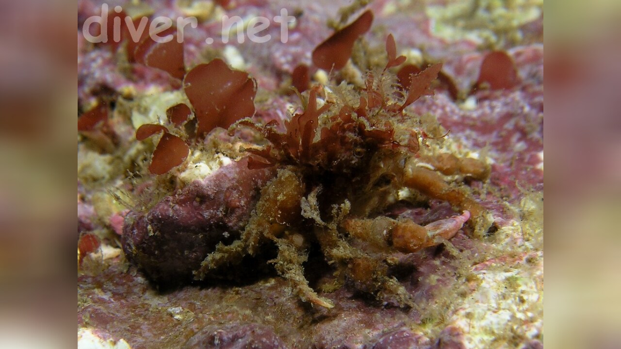 Loxorhynchus crispatus Moss crab, masking crab, decorator crab