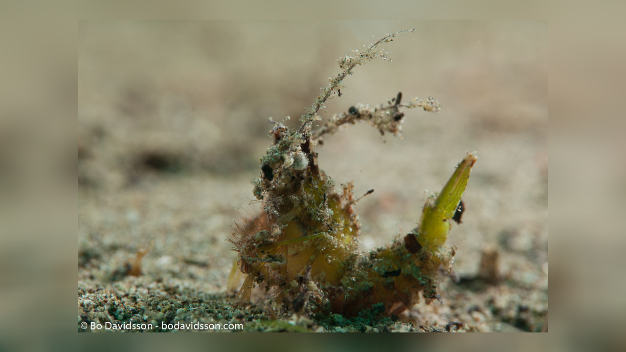 Sicyonia japonica Ridgeback Rock Shrimp, Night Rock Shrimp, Japanese ...
