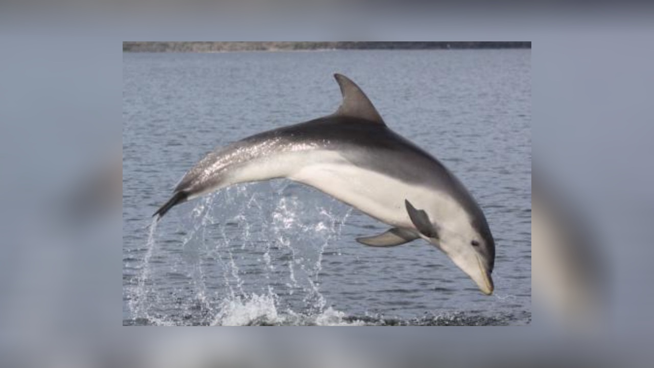 Tursiops australis Burrunan-Delfin