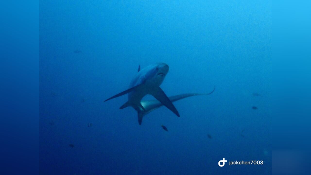 Alopias vulpinus Gemeine Fuchshai