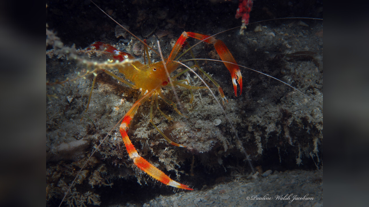 Stenopus scutellatus Golden Coral Shrimp