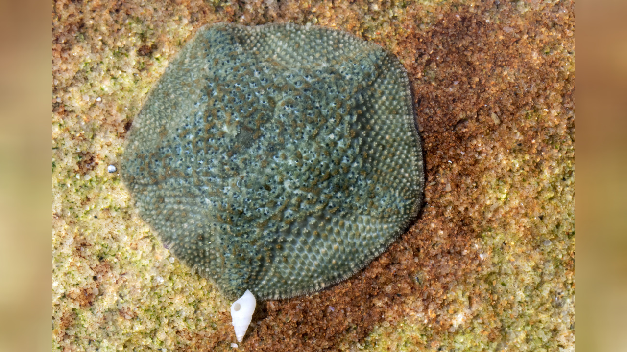 Parvulastra exigua Dwarf cushion starfish, Five-armed Cushion Star ...