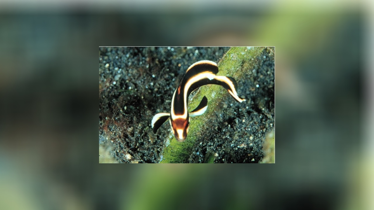 Plectorhinchus albovittatus Zweifarbige Süßlippe, Riesensüßlippe
