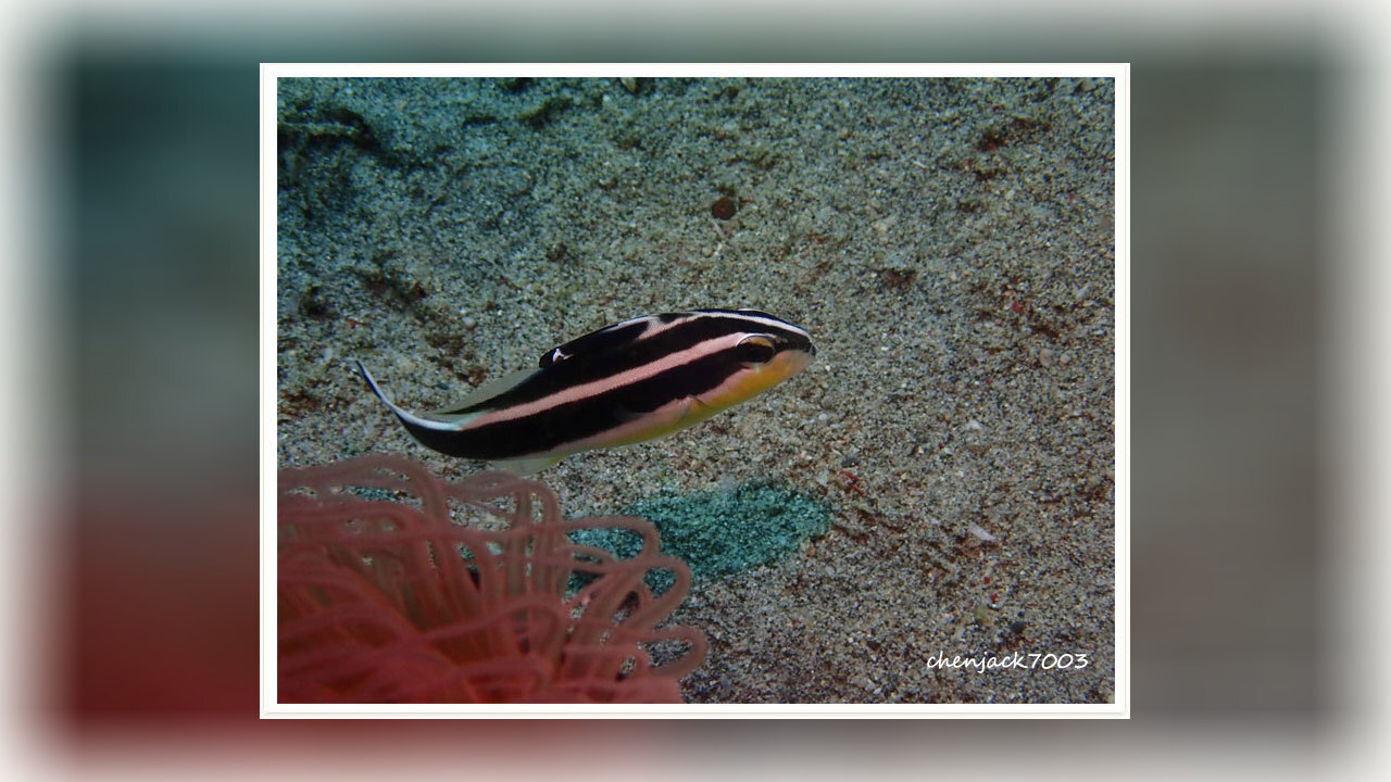 Plectorhinchus albovittatus Zweifarbige Süßlippe, Riesensüßlippe